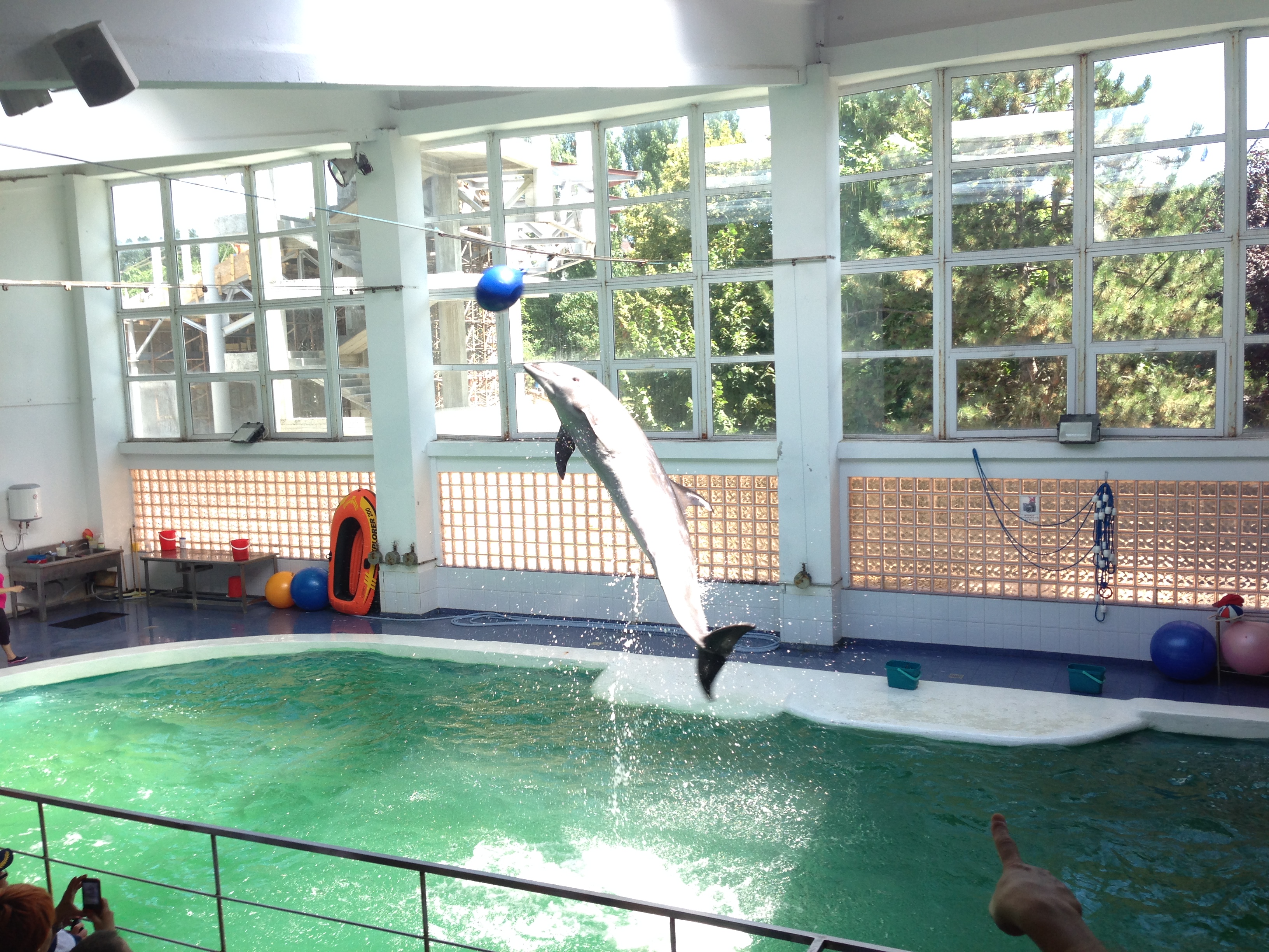 Delfinariu din Constanta » Touchofadream - Lifestyle, povești autentice ...