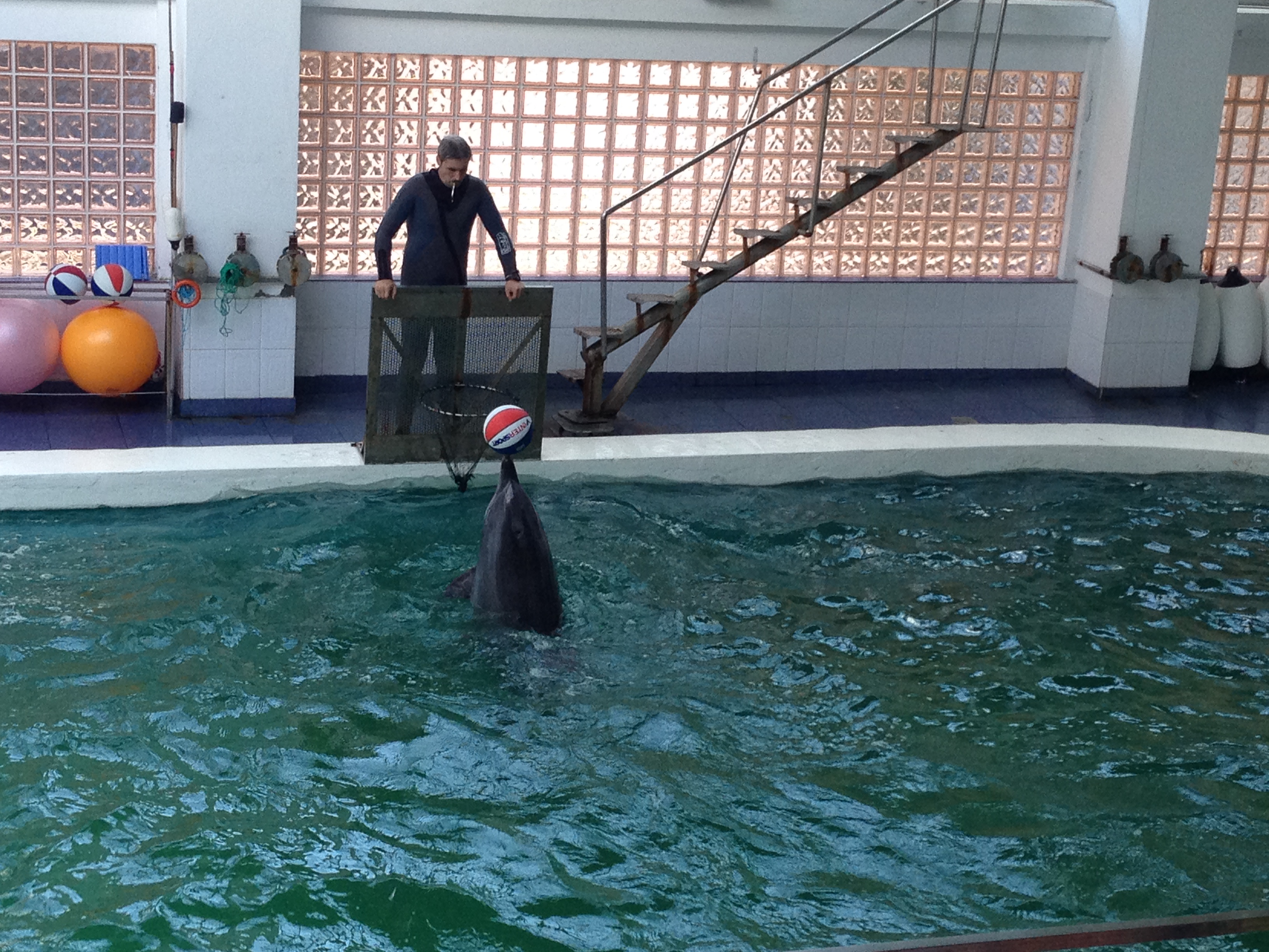 Delfinariu din Constanta » Touchofadream - Lifestyle, povești autentice ...